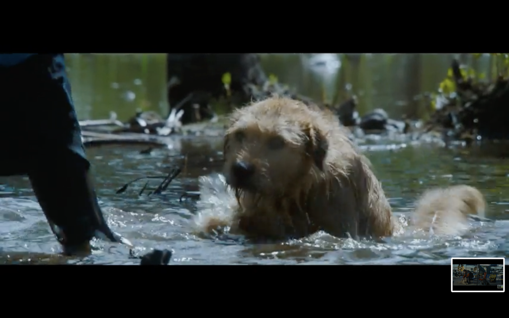 Arthur the King Movie: The True Story of a Dog – StoryLilos